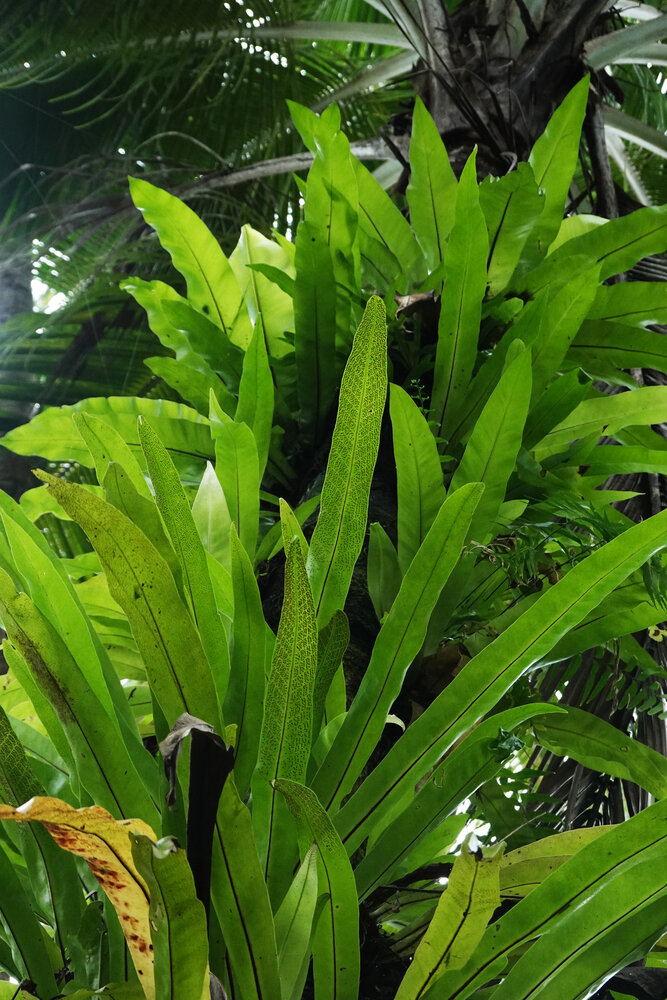 EPIPHYTES 2 | Page 3 | Vertical Garden Patrick Blanc