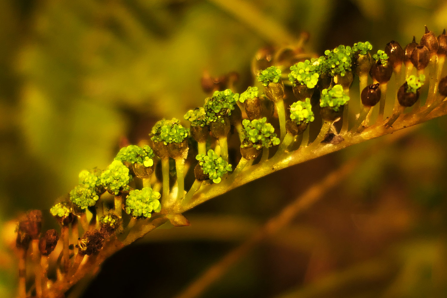 Fruits, Graines et Spores | Page 7 | Vertical Garden Patrick Blanc