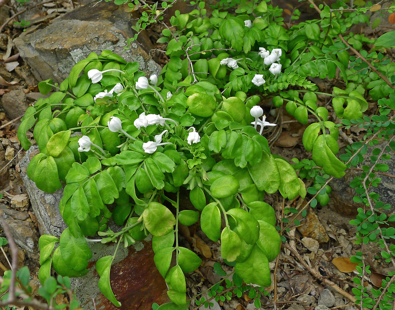 FOREST UNDERSTORY 3 | Page 11 | Vertical Garden Patrick Blanc