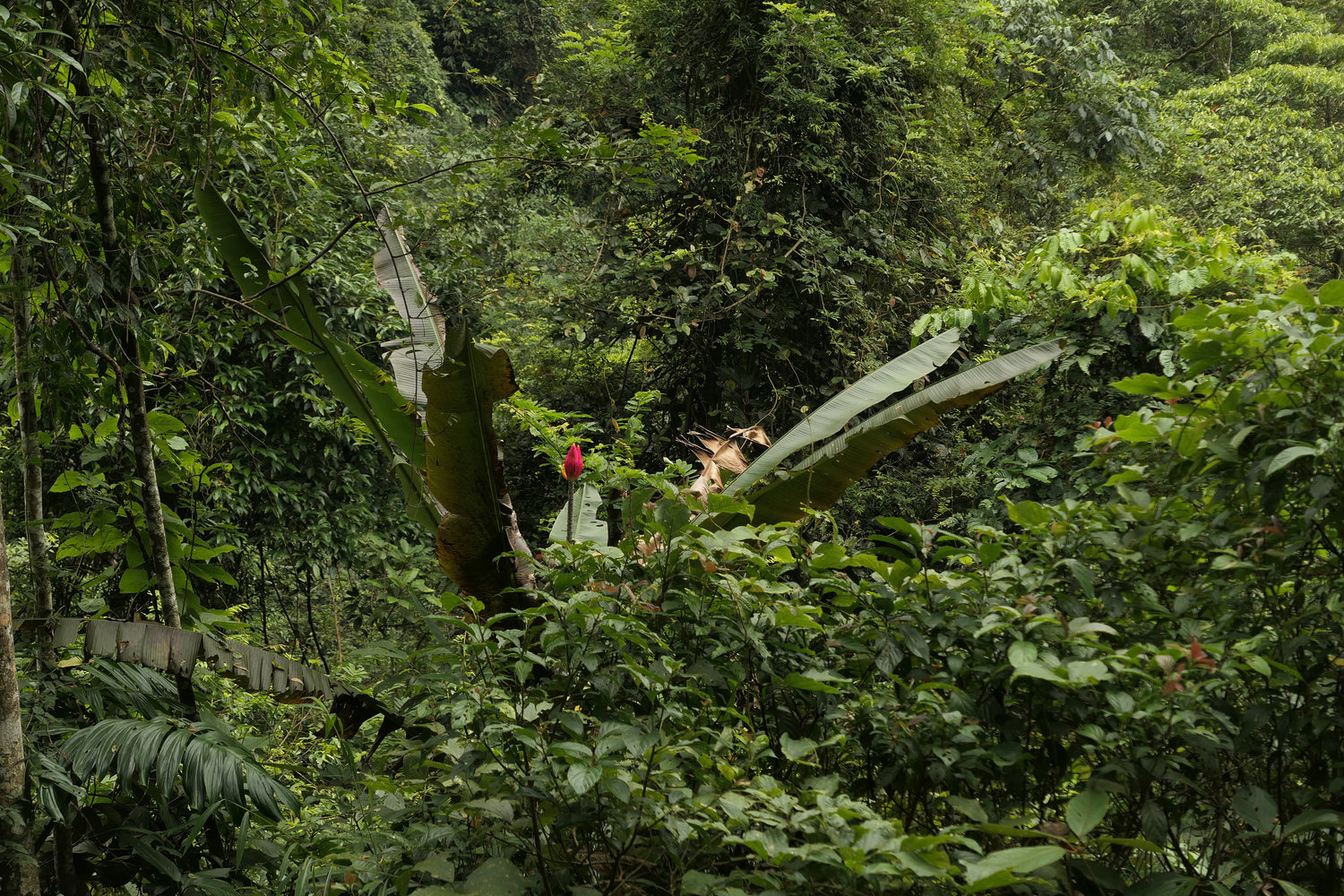 Forest Understory 2 | Page 5 | Vertical Garden Patrick Blanc
