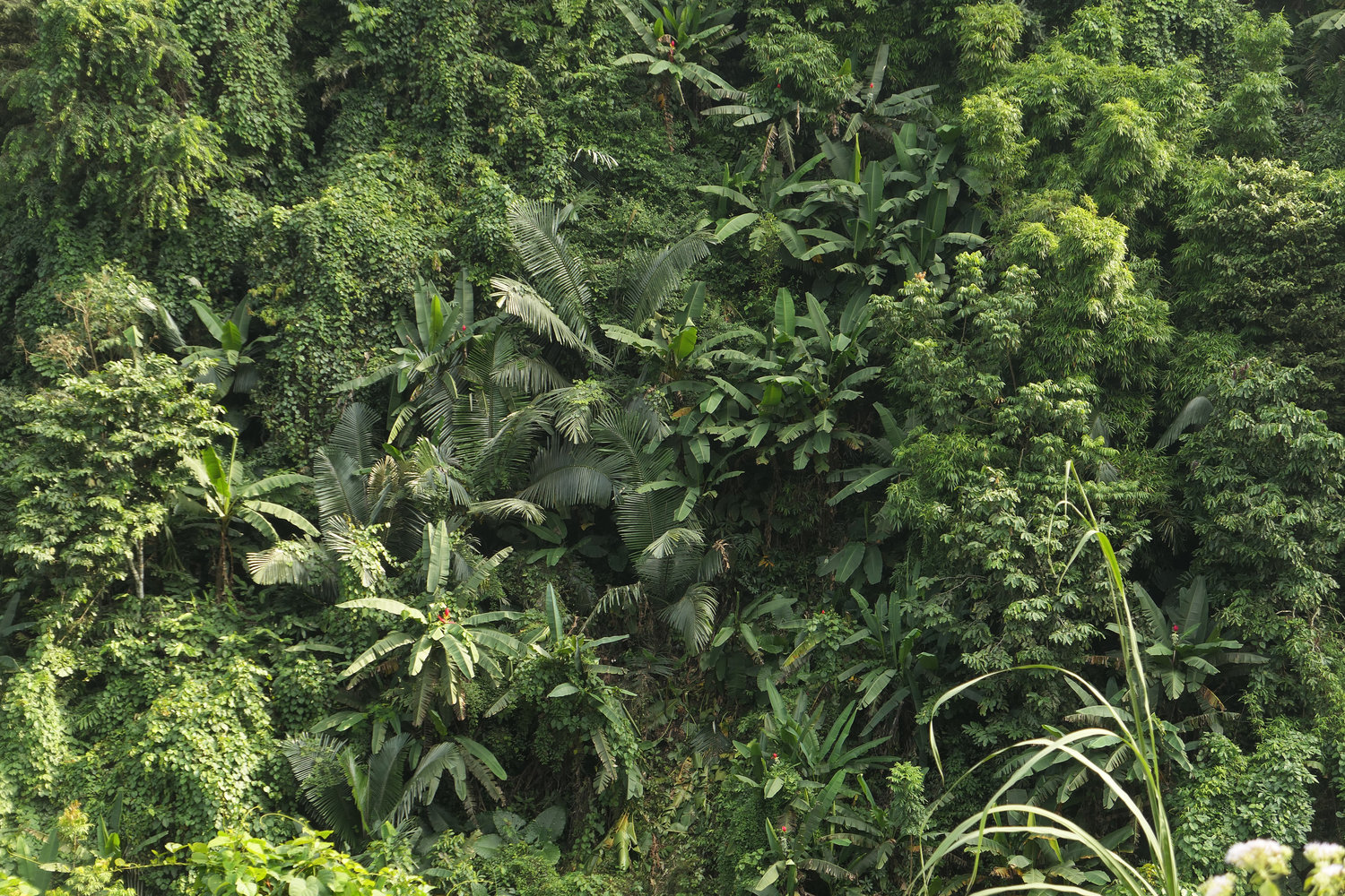 Forest Understory 2 | Page 5 | Vertical Garden Patrick Blanc