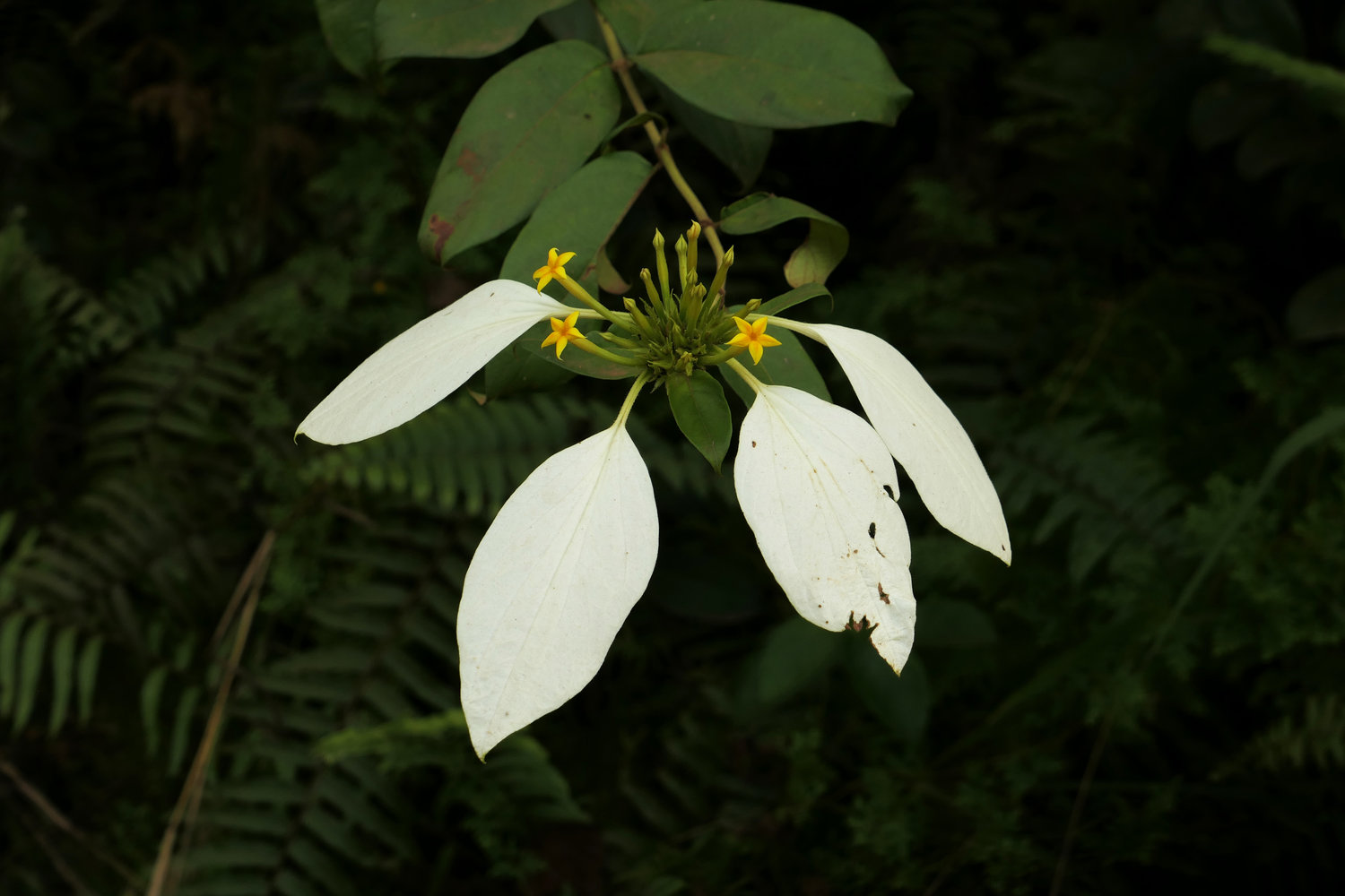 Flowers | Page 9 | Vertical Garden Patrick Blanc