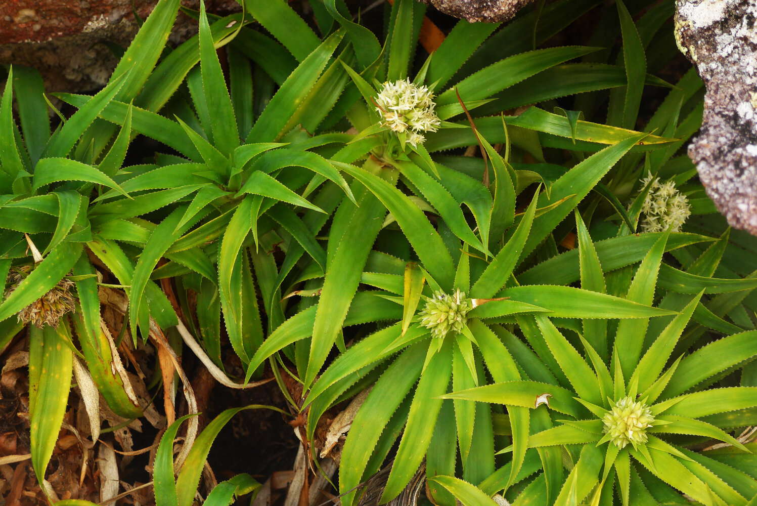 Rocks and Inselbergs 2 | Page 8 | Vertical Garden Patrick Blanc
