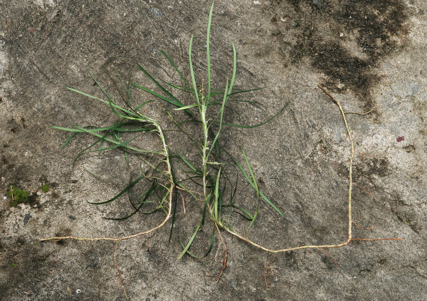 Forest Understory 2 | Page 8 | Vertical Garden Patrick Blanc