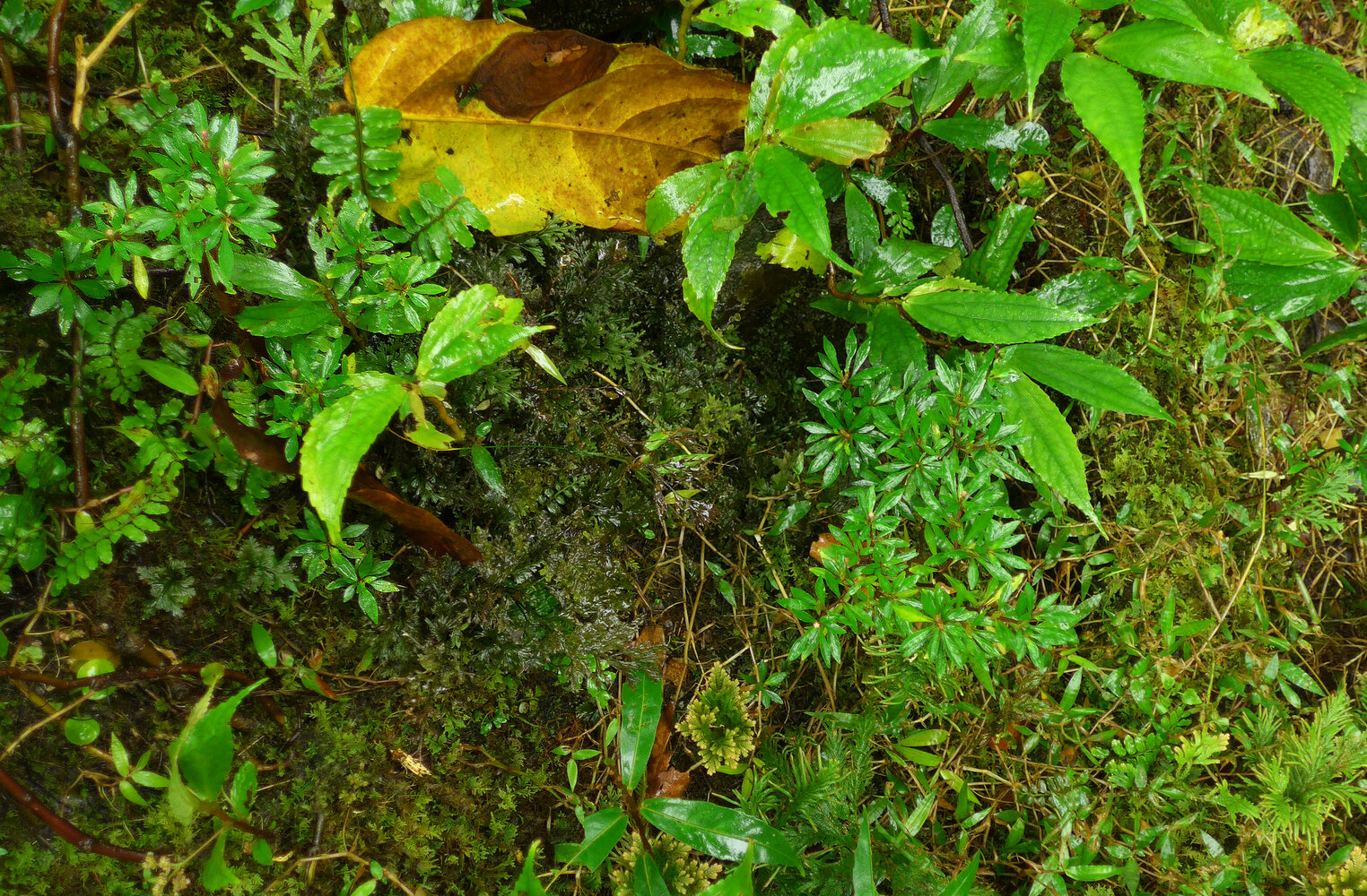 Aquatics and Rheophytes 3 | Page 3 | Vertical Garden Patrick Blanc