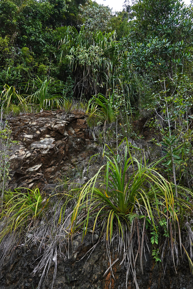 Rocks and Inselbergs 2 | Page 11 | Vertical Garden Patrick Blanc