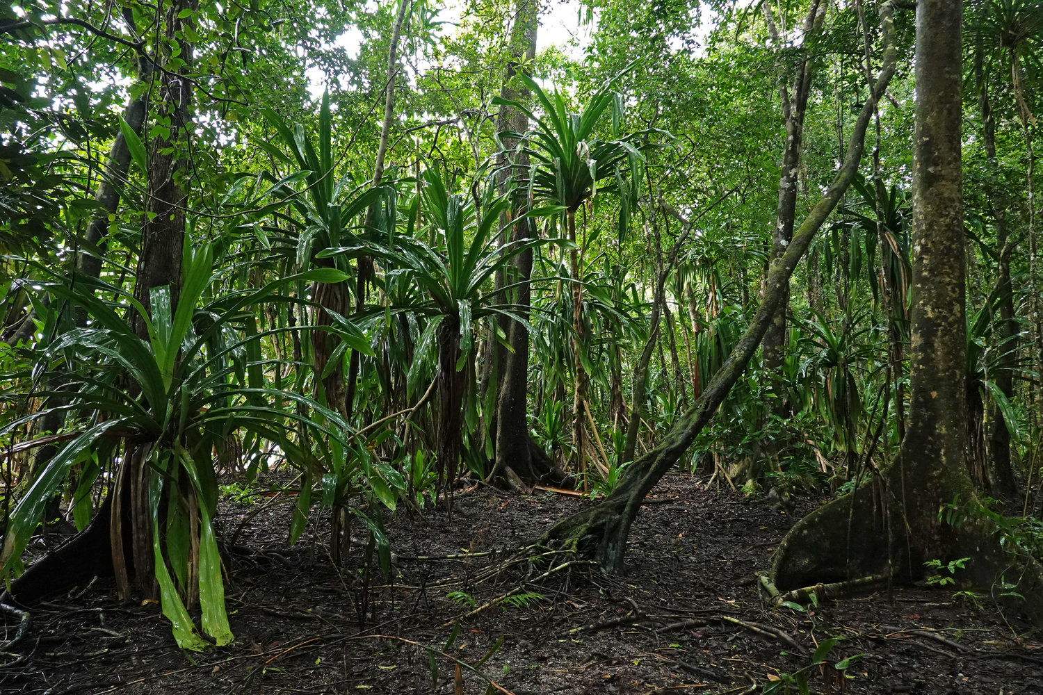 FOREST UNDERSTORY 3 | Page 4 | Vertical Garden Patrick Blanc