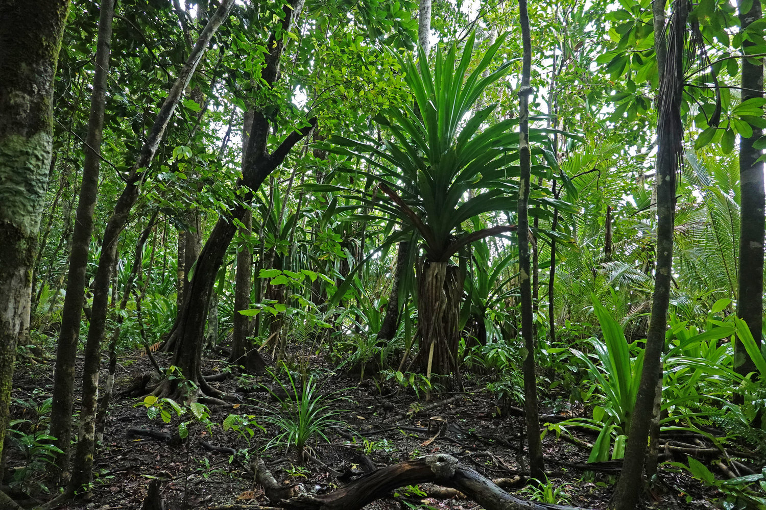 FOREST UNDERSTORY 3 | Page 4 | Vertical Garden Patrick Blanc