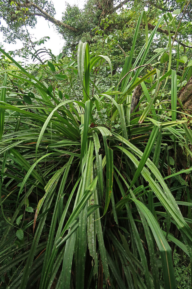 Epiphytes | Page 12 | Vertical Garden Patrick Blanc
