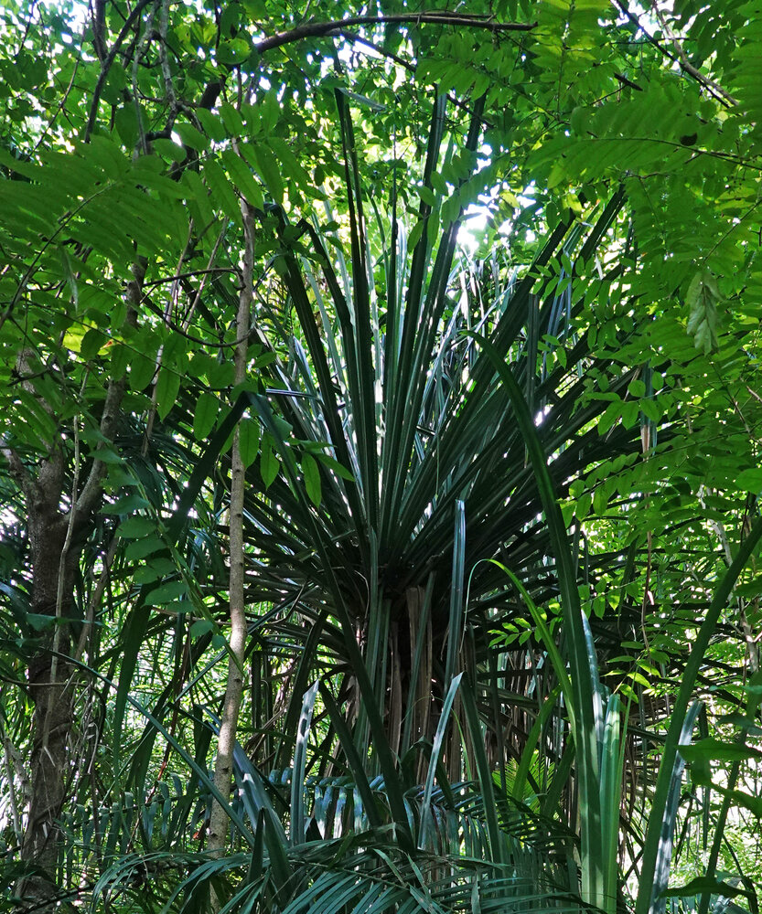 FOREST UNDERSTORY 3 | Page 12 | Vertical Garden Patrick Blanc