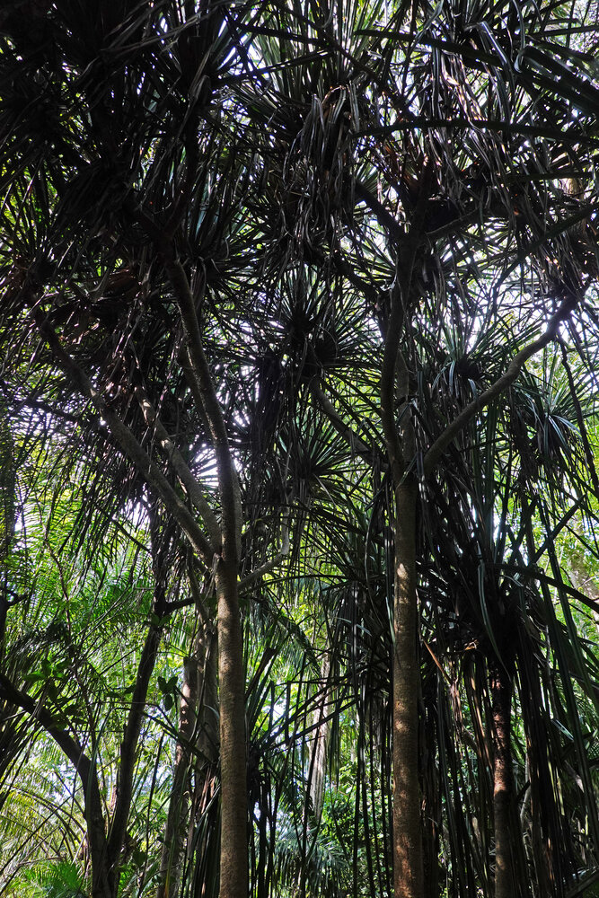 FOREST UNDERSTORY 3 | Page 12 | Vertical Garden Patrick Blanc