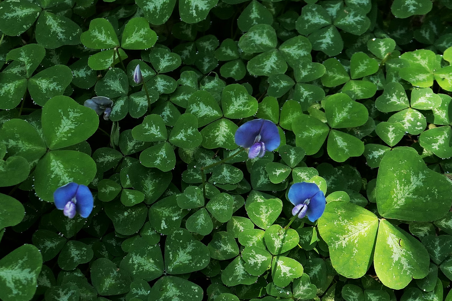 Flowers | Page 10 | Vertical Garden Patrick Blanc