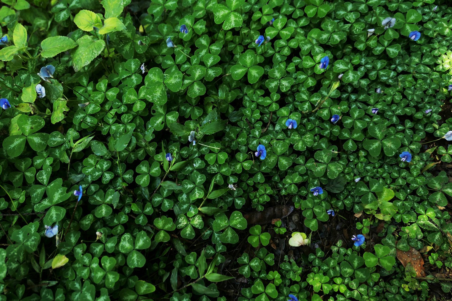 Flowers | Page 10 | Vertical Garden Patrick Blanc