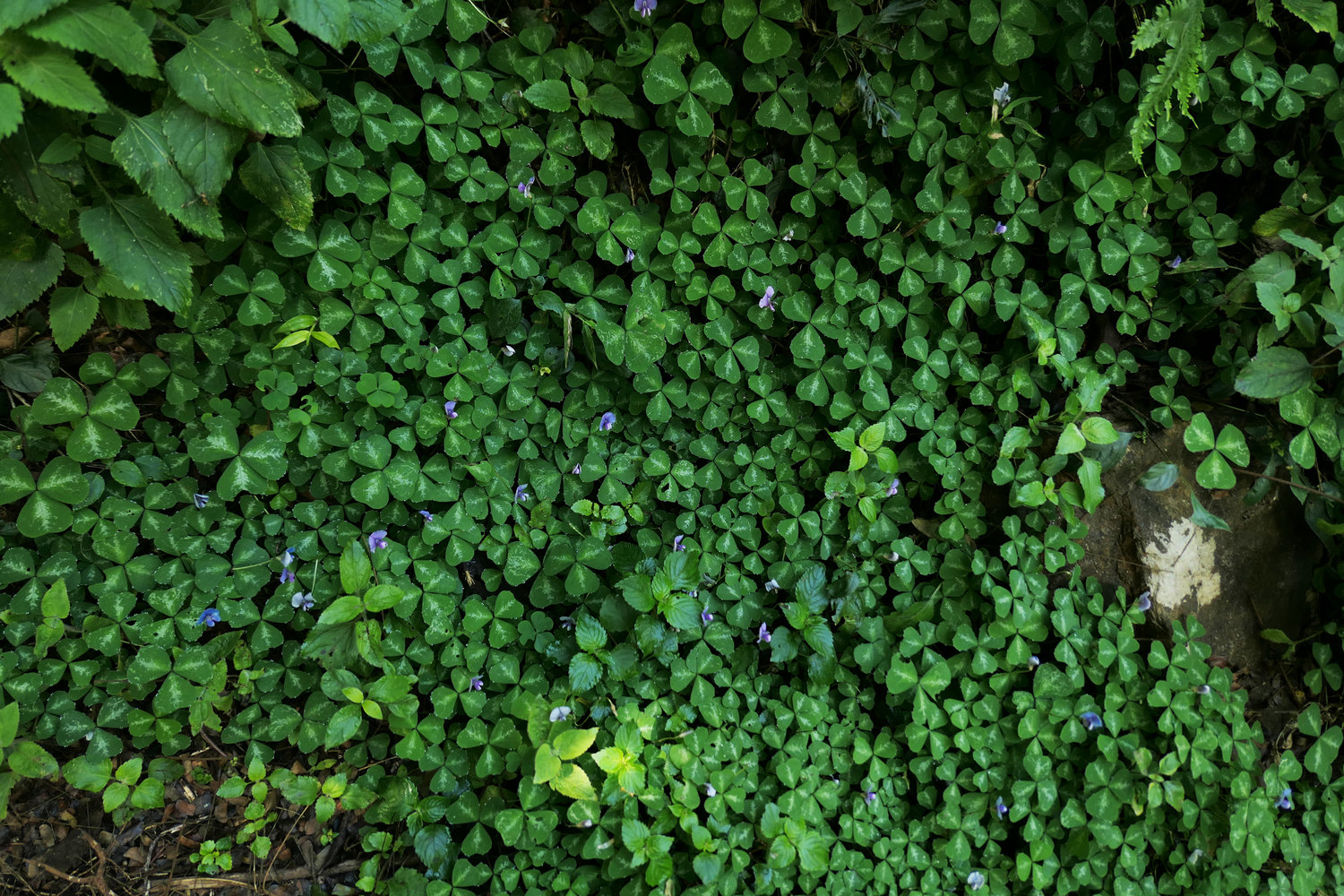 Flowers | Page 10 | Vertical Garden Patrick Blanc