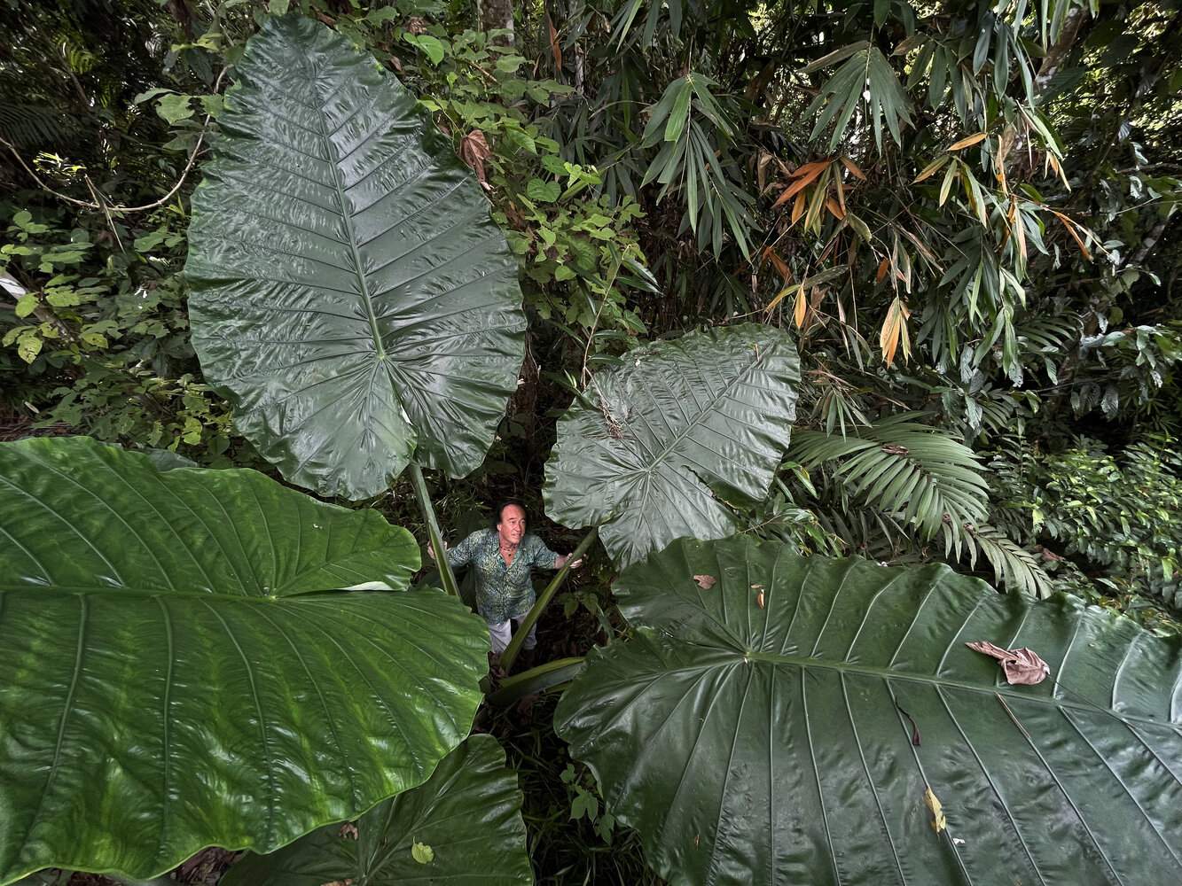 Patrick Blanc among Alocasia robusta leaves, Sepilok FR, Sabah, Borneo ...