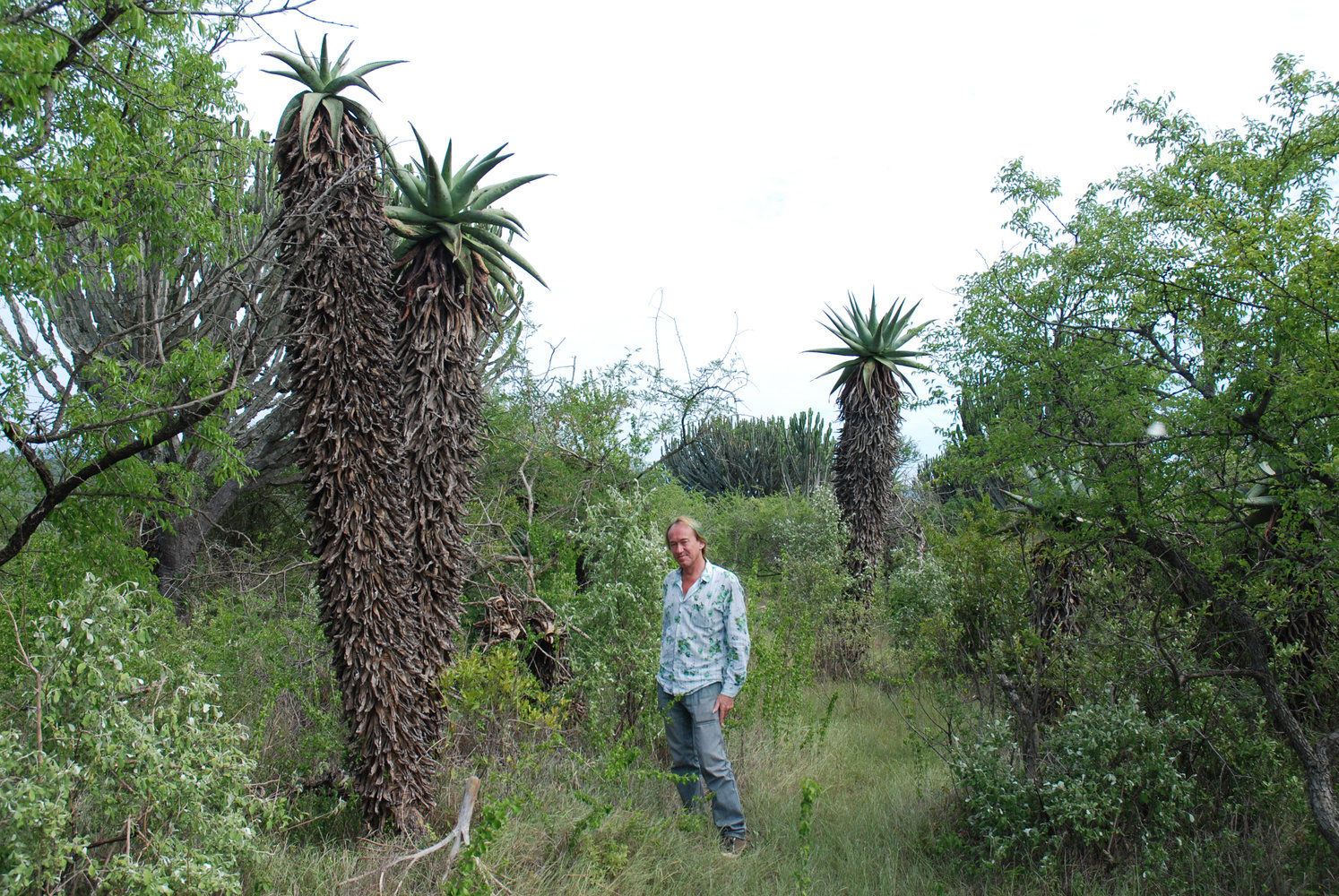 Patrick Blanc among old Aloe rupestris individuals, Mpumalanga, South ...