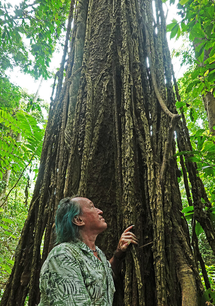 Patrick Blanc among the freely hanging corky nutritious roots of ...