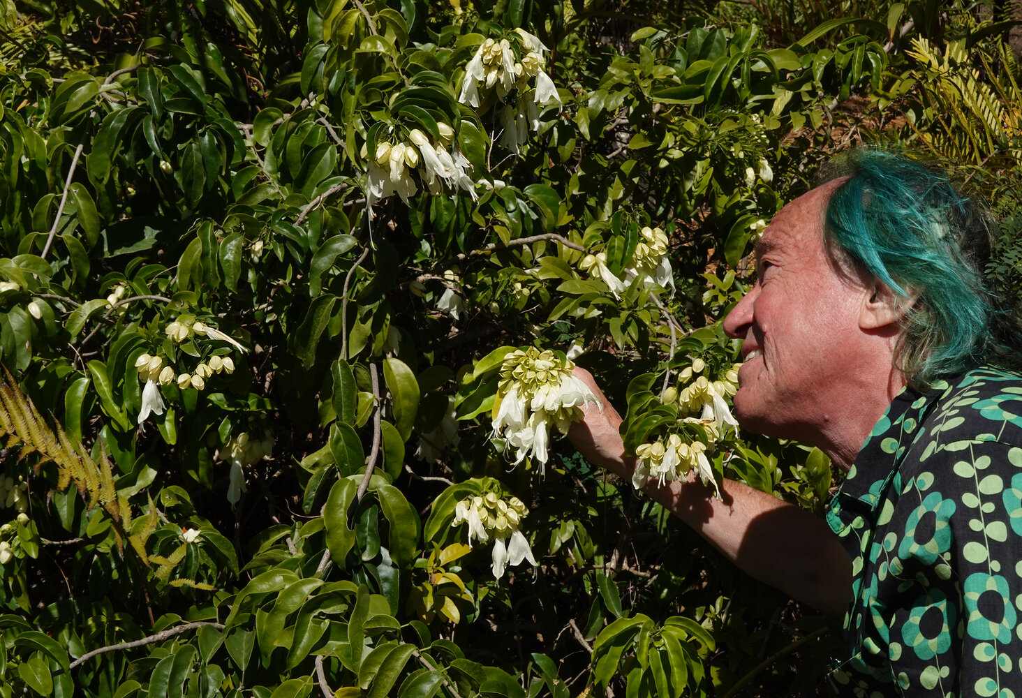 Patrick Blanc and Oxera pulchella subsp. grandiflora cultivated at the ...