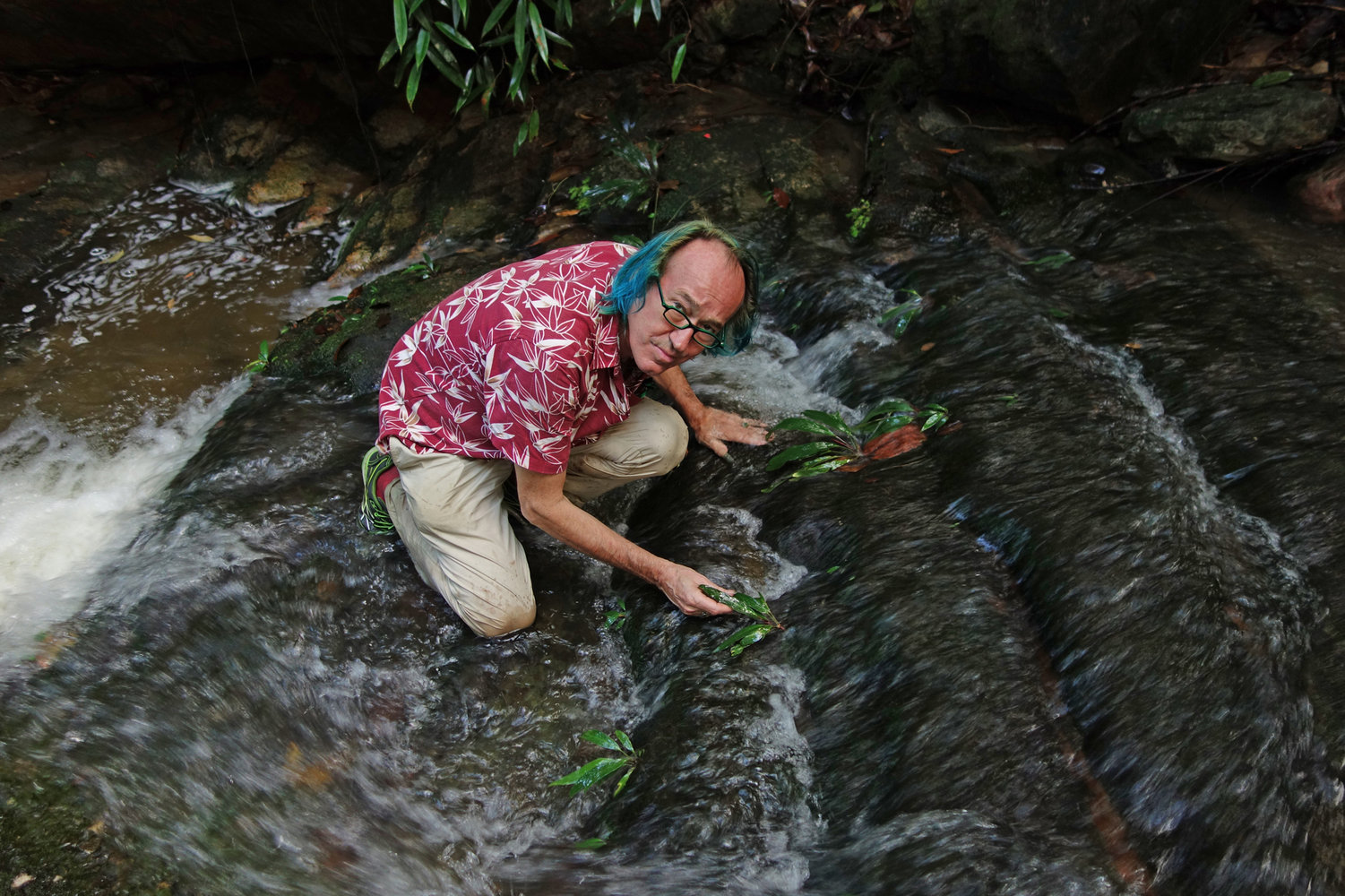 Patrick Blanc in a fast flowing forest stream, holding rheophytic ...