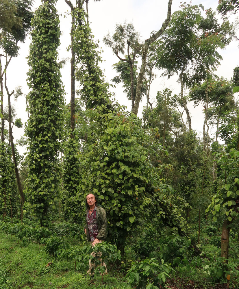 Patrick Blanc in a pepper estate, Karnataka, India, June 2018 ...
