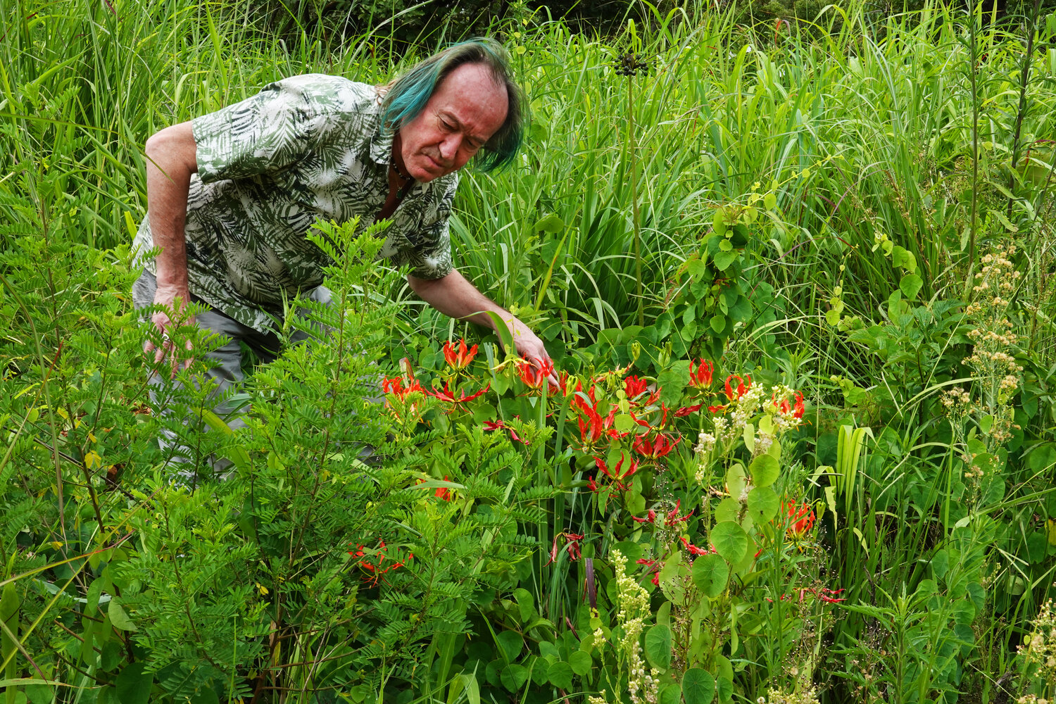 Patrick Blanc in savanna, observing Gloriosa superba in full bloom and ...