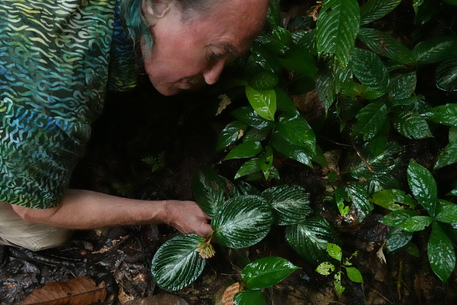Patrick Blanc observing a flowering Acranthera cf. bullata prostrate on ...