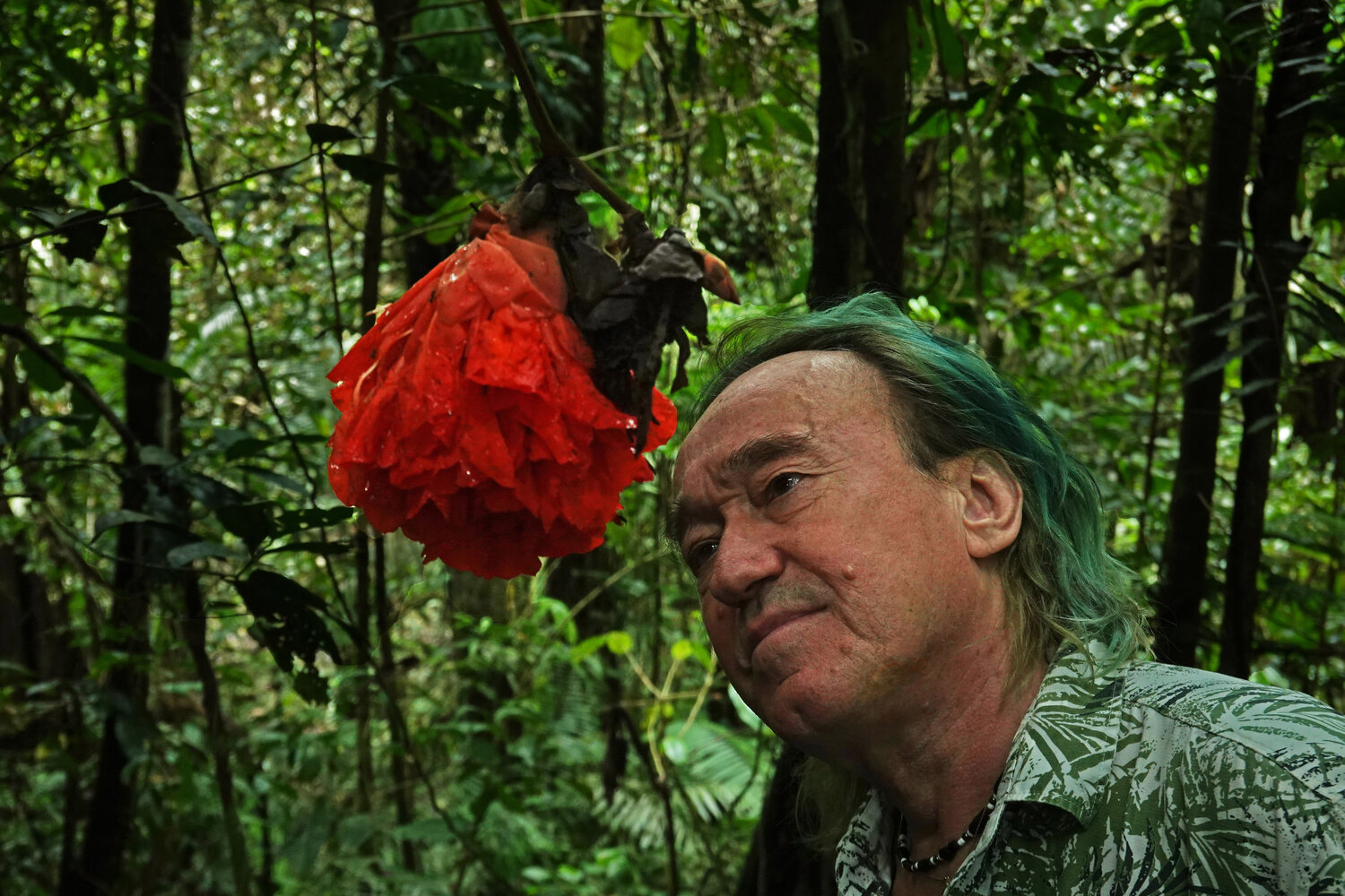 Patrick Blanc observing the bright red flowers of the hanging bowl ...