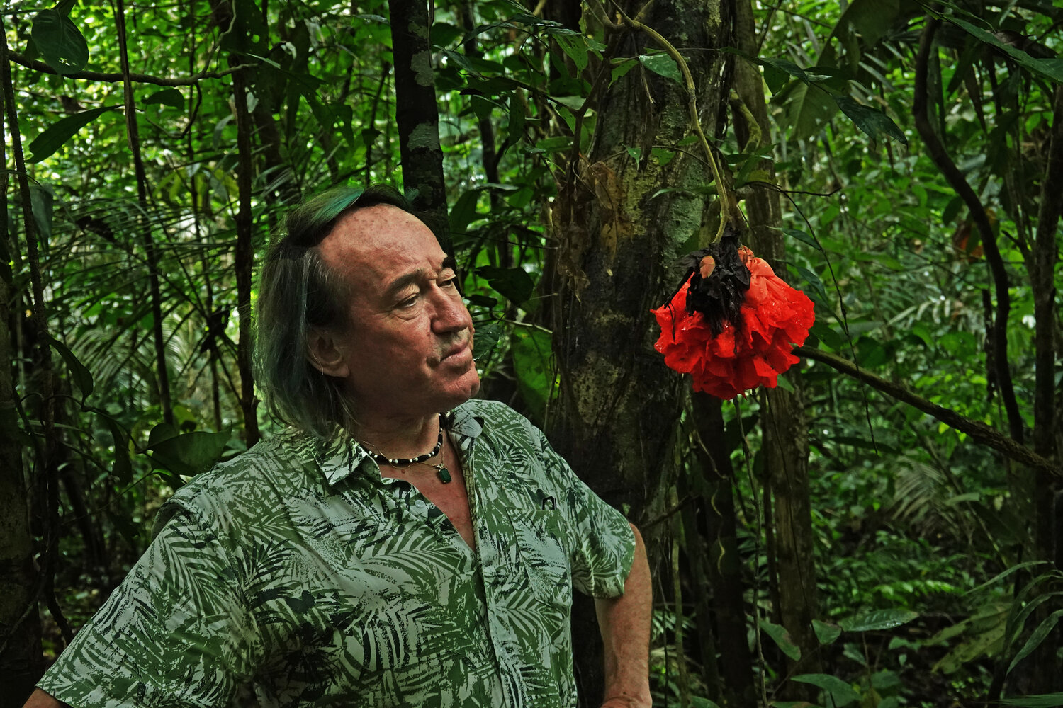 Patrick Blanc observing the bright red flowers of the long hanging ...