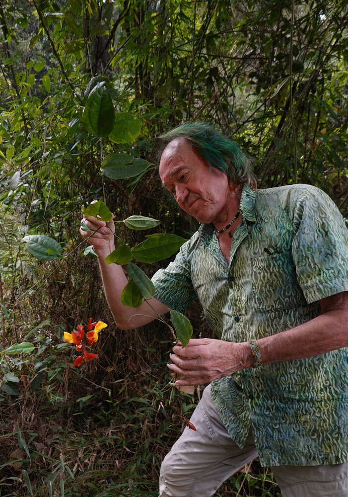 Patrick Blanc observing the hanging inflorescence of Thunbergia ...