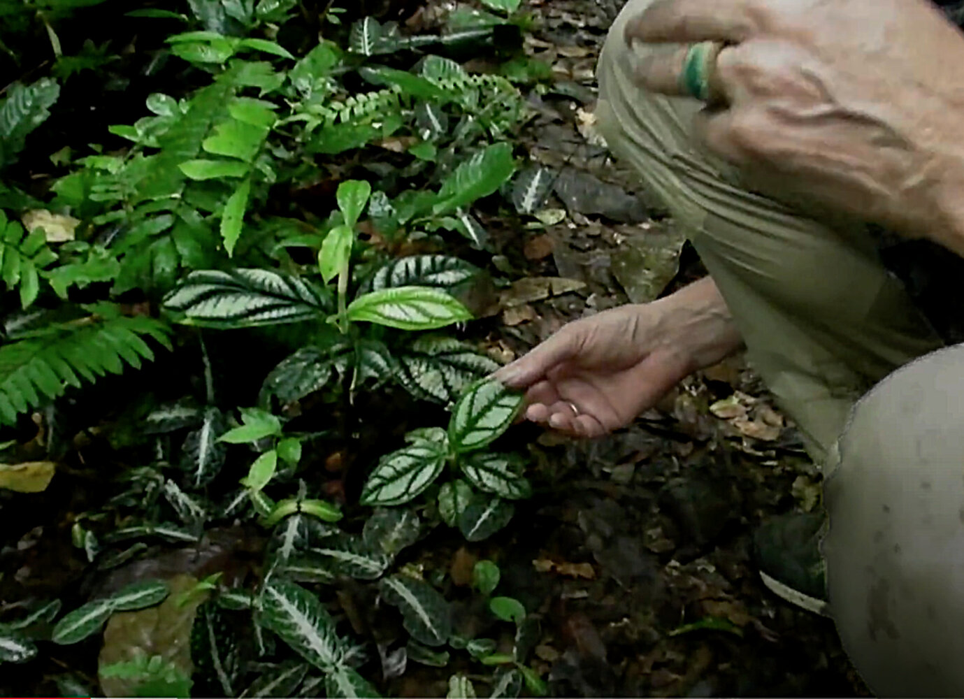 Patrick Blanc showing the bright silver patches between the green main ...