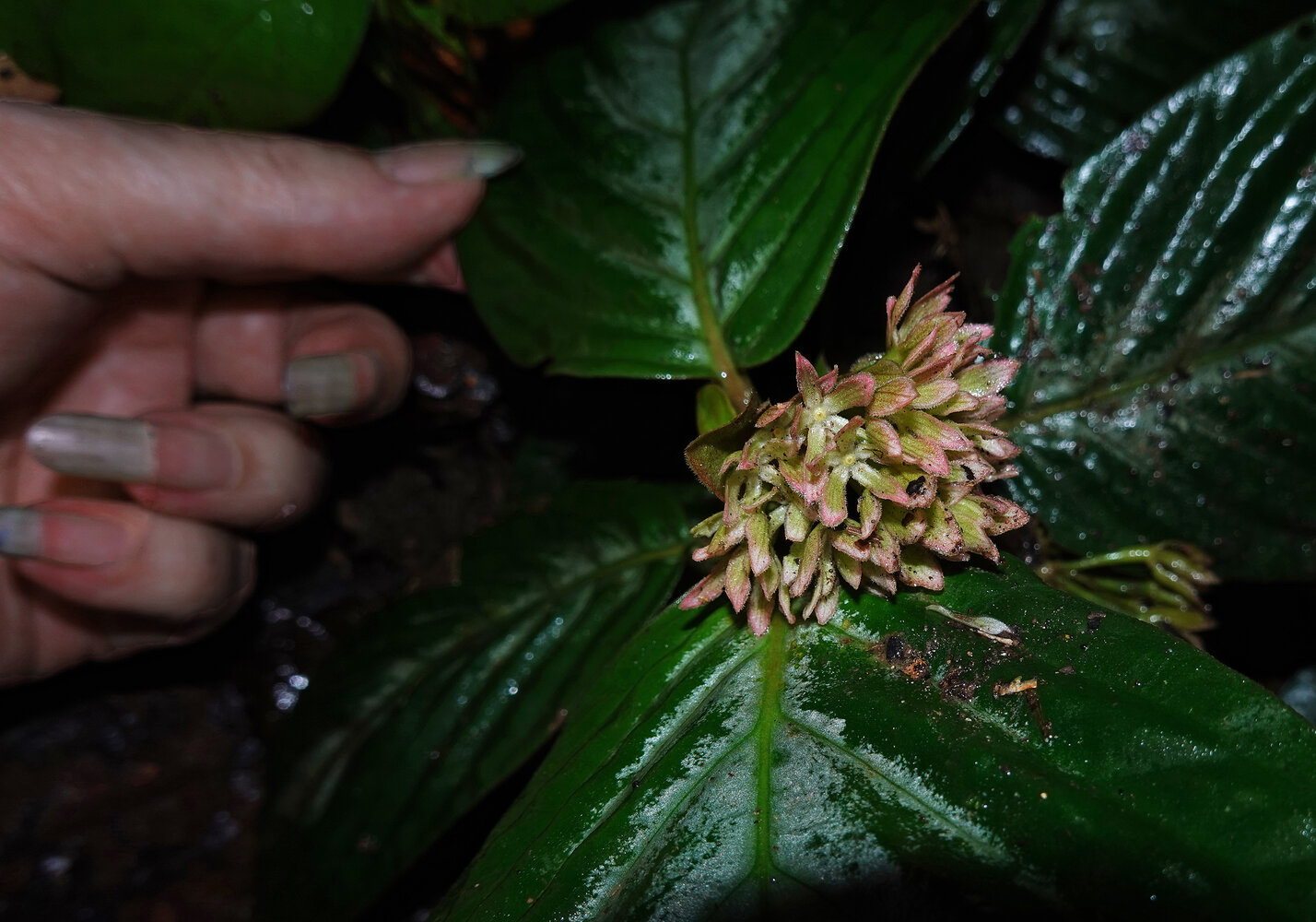Forest Understory 6 | Vertical Garden Patrick Blanc