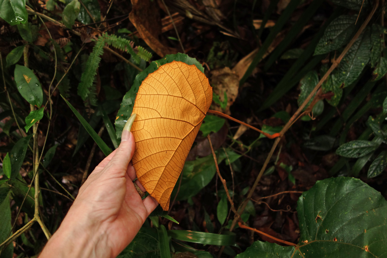 Couleurs et structures des feuilles | Page 8 | Vertical Garden Patrick ...