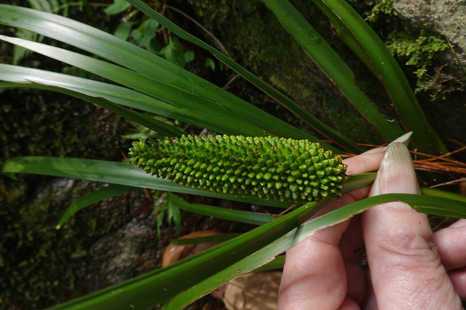 Fruits, Graines et Spores | Page 5 | Vertical Garden Patrick Blanc