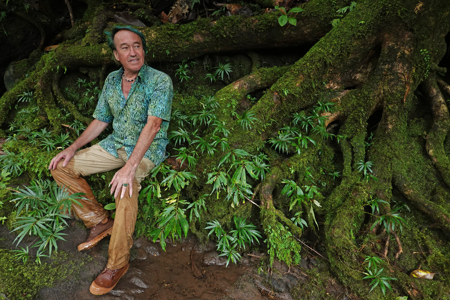 Patrick Blanc sitting on mossy tree roots among Elatostema kietanum ...