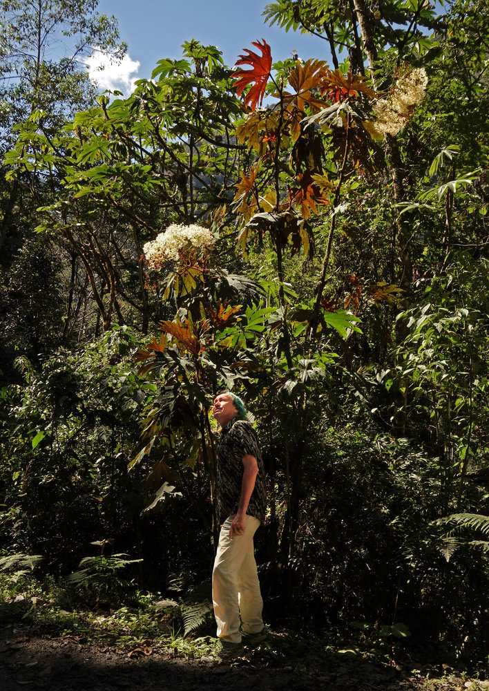Begonias | Page 11 | Vertical Garden Patrick Blanc