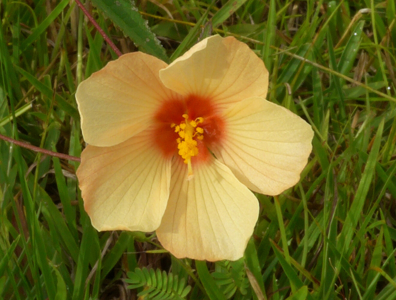 Flowers 2 | Page 6 | Vertical Garden Patrick Blanc