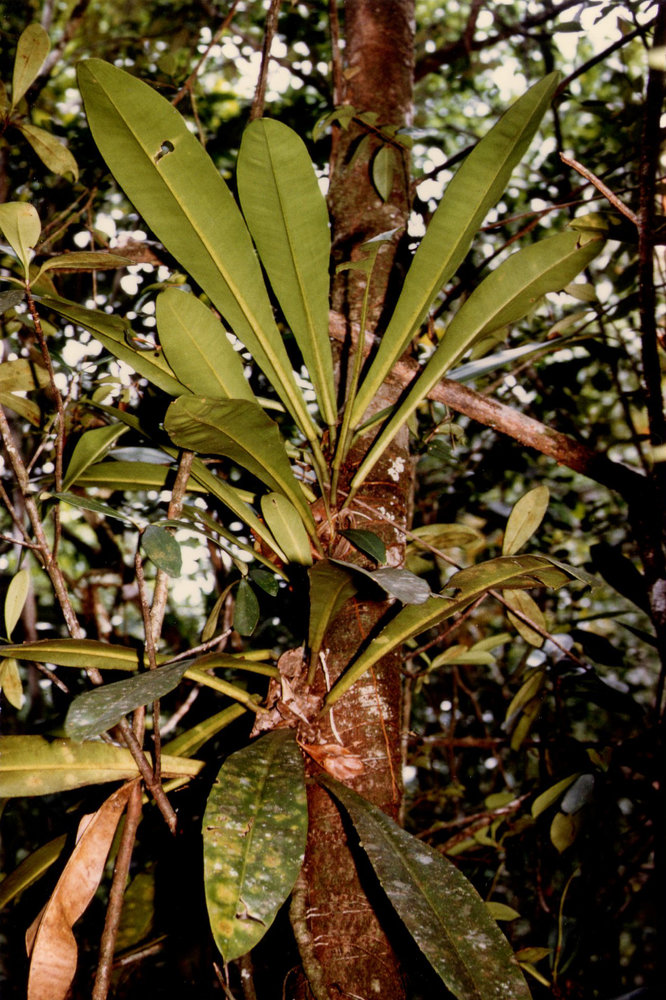 Forest Understory | Page 11 | Vertical Garden Patrick Blanc