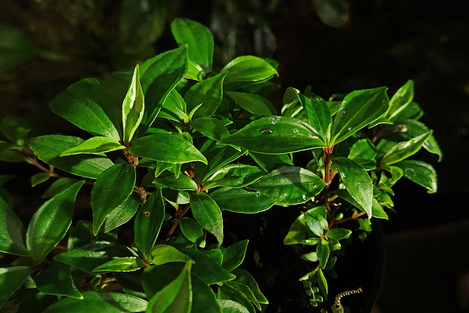 Aquatics and Rheophytes 2 | Page 3 | Vertical Garden Patrick Blanc