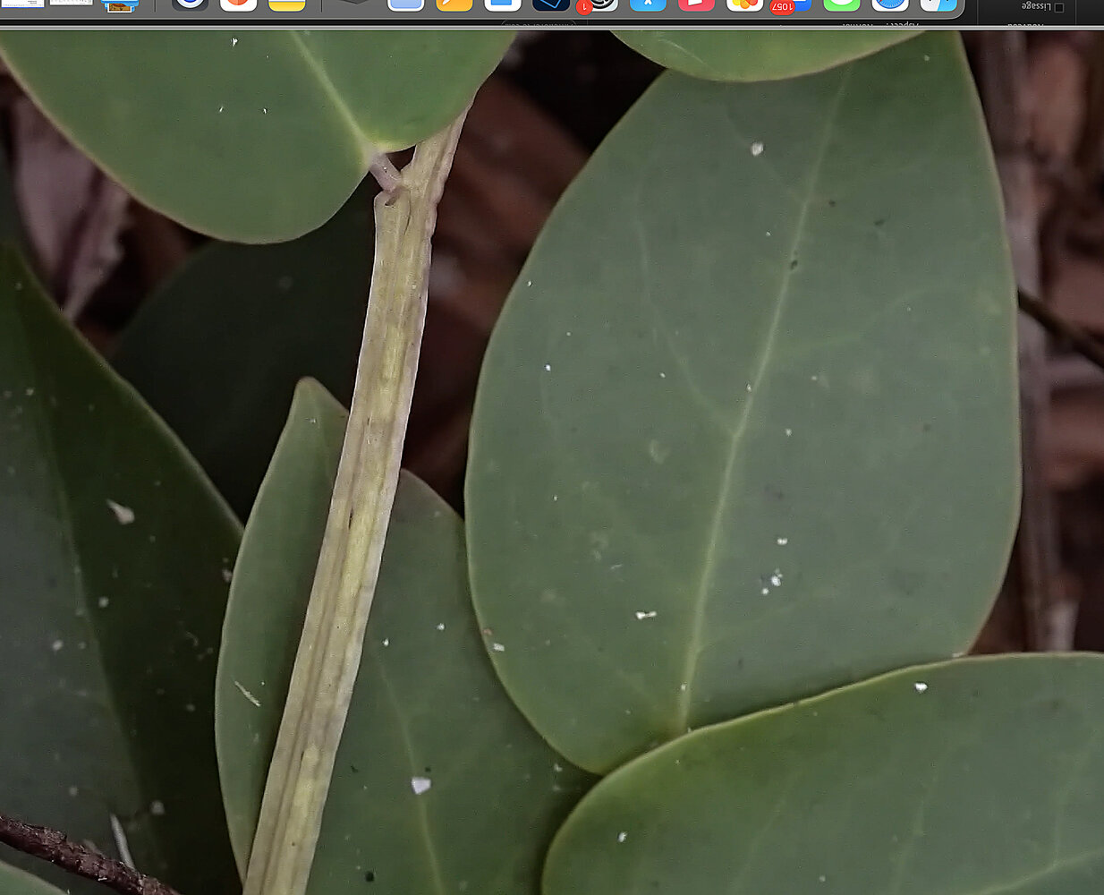 Plant Architectures 2 | Vertical Garden Patrick Blanc