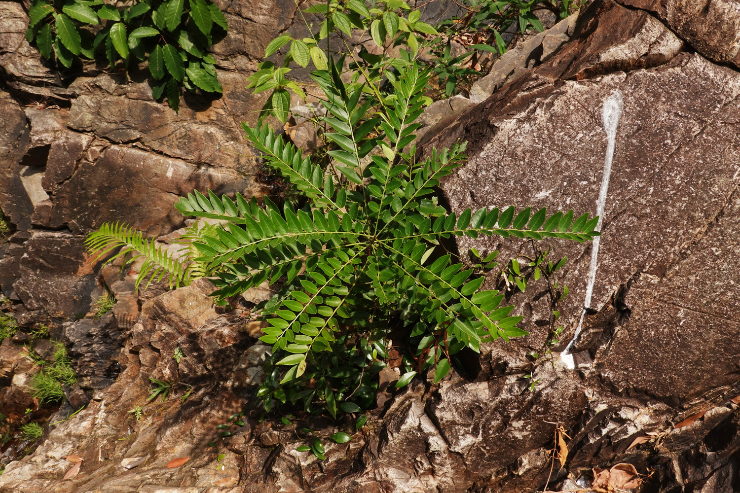 Aquatics and Rheophytes 2 | Page 5 | Vertical Garden Patrick Blanc
