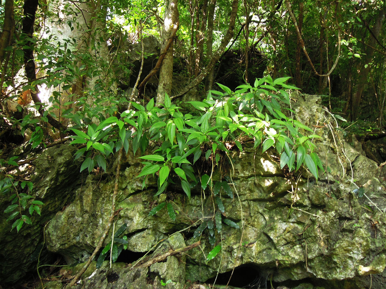 Reliefs karstiques | Page 6 | Vertical Garden Patrick Blanc