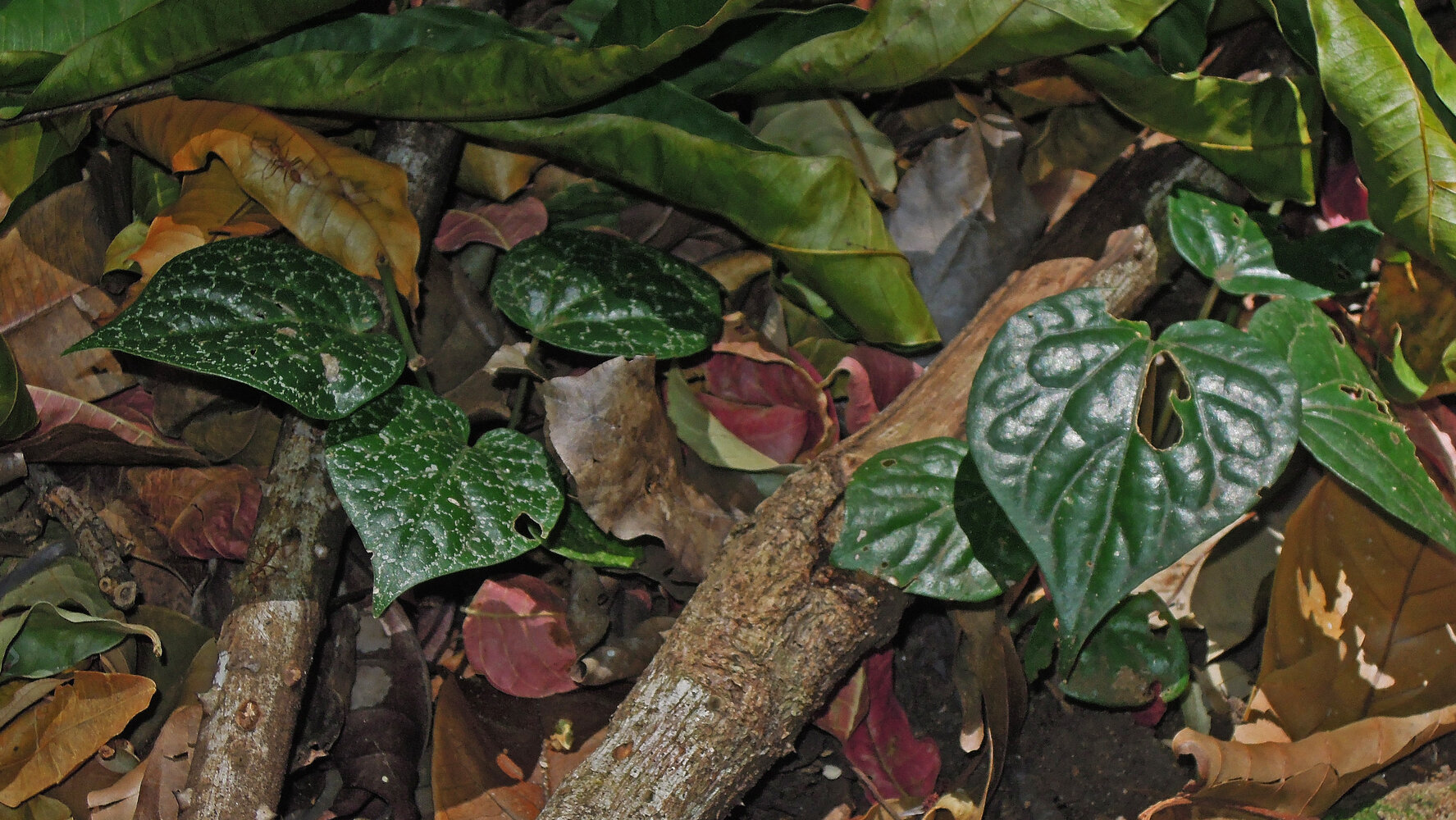 Leaf Colors and Structures 2 | Page 4 | Vertical Garden Patrick Blanc