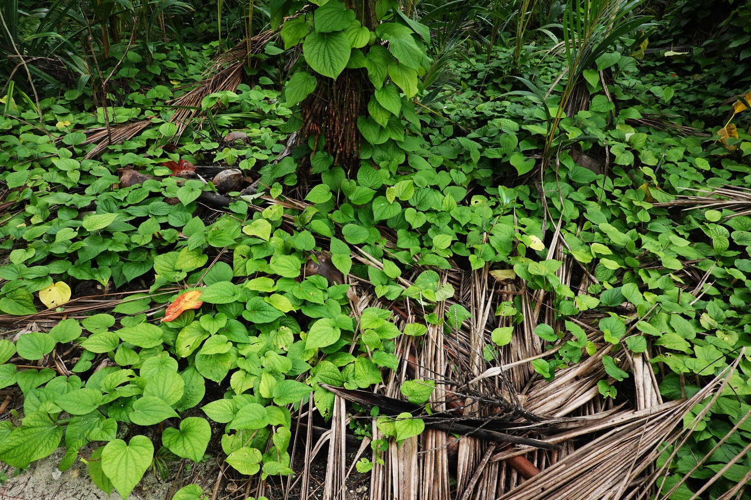 Leaf Colors and Structures 2 | Page 5 | Vertical Garden Patrick Blanc