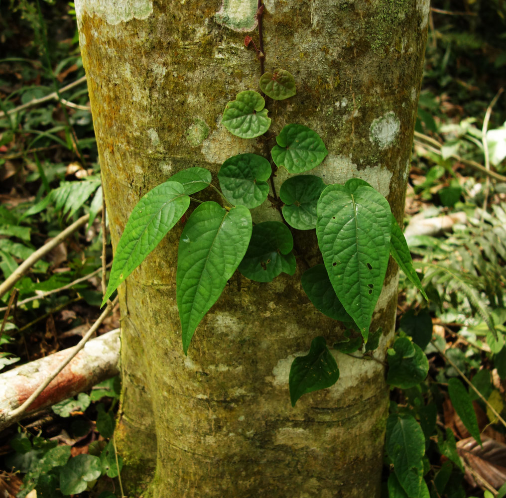 Architectures végétales | Page 9 | Vertical Garden Patrick Blanc