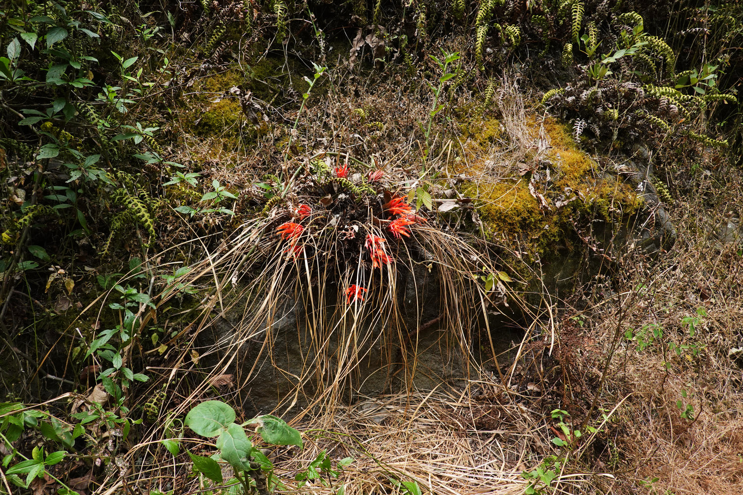 Rocks and Inselbergs 2 | Page 6 | Vertical Garden Patrick Blanc
