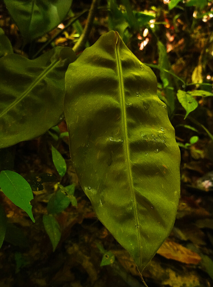 Forest Understory 6 | Vertical Garden Patrick Blanc
