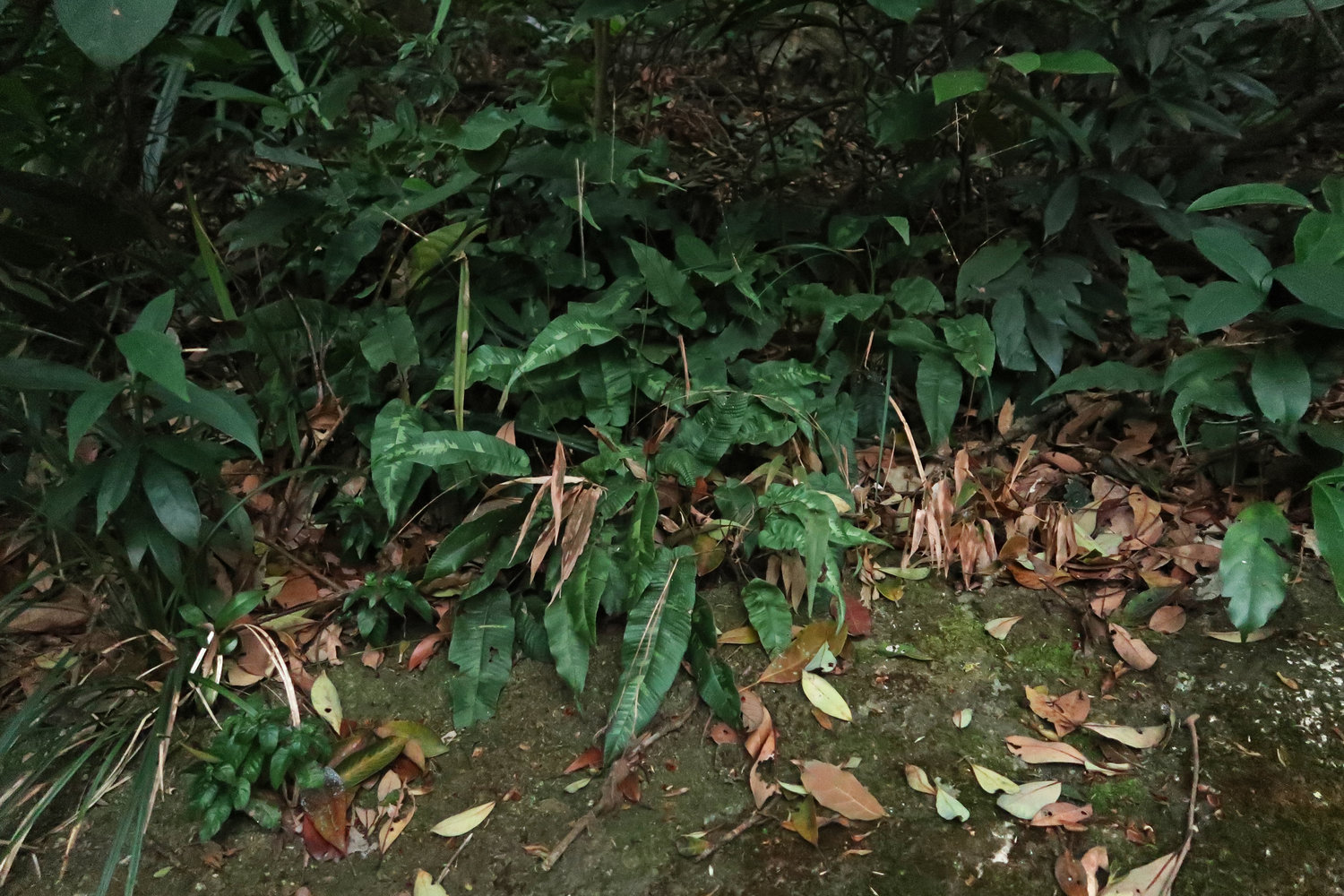 Couleurs et structures des feuilles | Page 8 | Vertical Garden Patrick ...