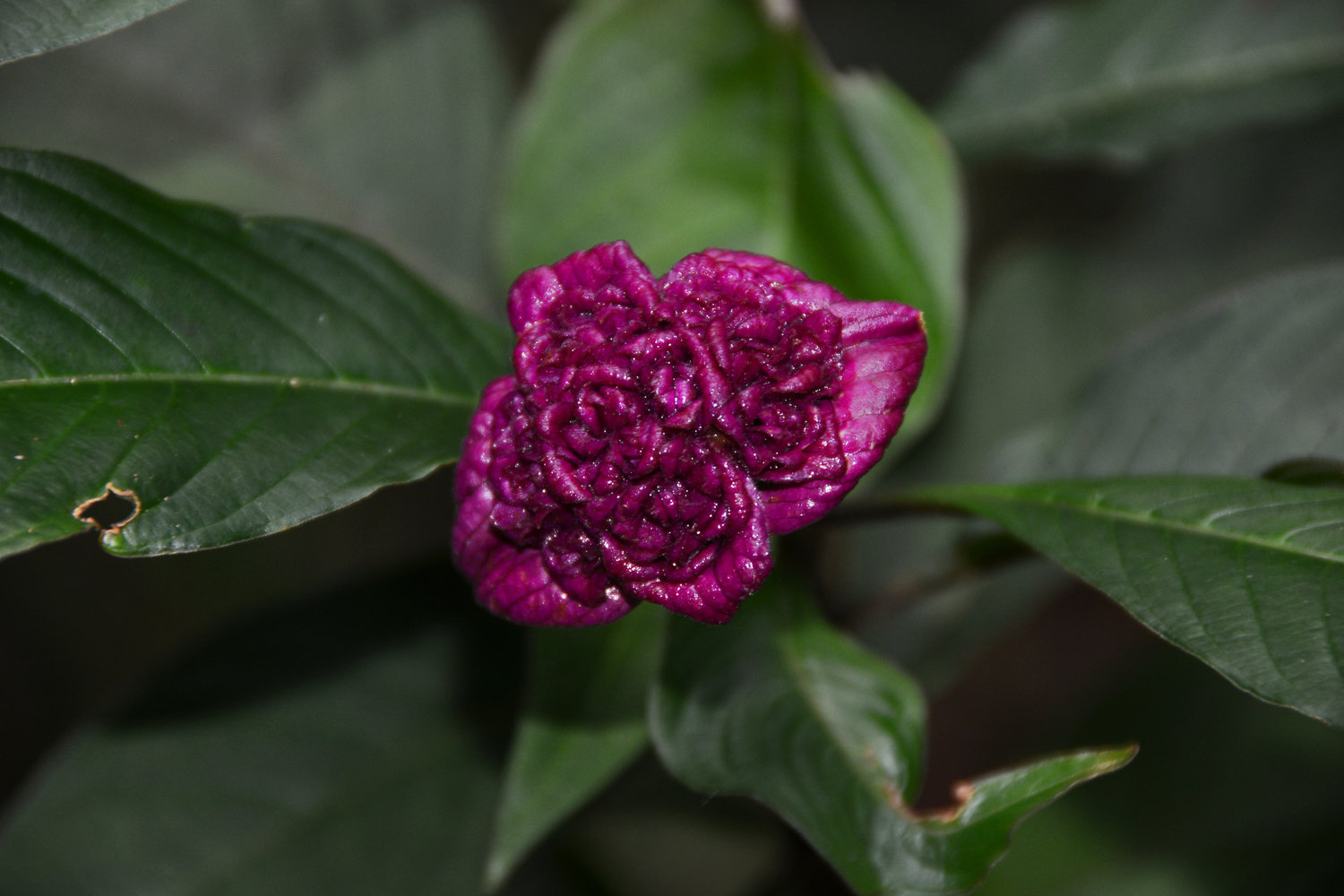 Flowers | Vertical Garden Patrick Blanc