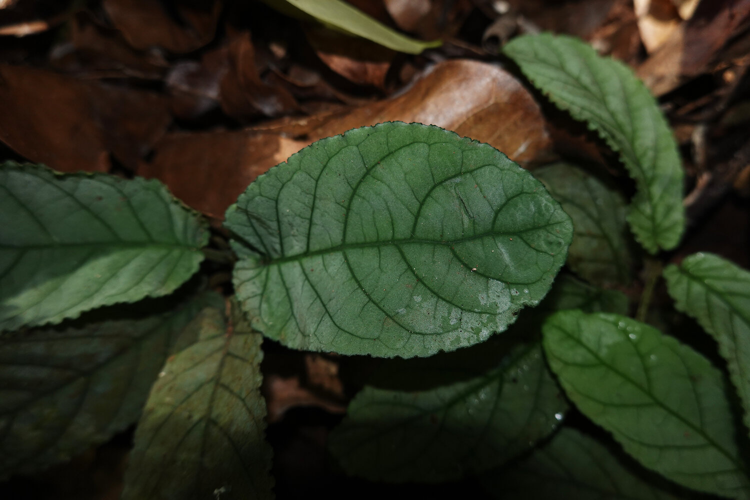 FOREST UNDERSTORY 3 | Page 11 | Vertical Garden Patrick Blanc