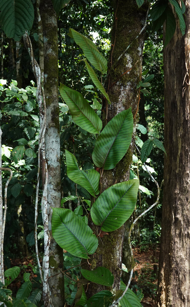 EPIPHYTES 2 | Page 9 | Vertical Garden Patrick Blanc